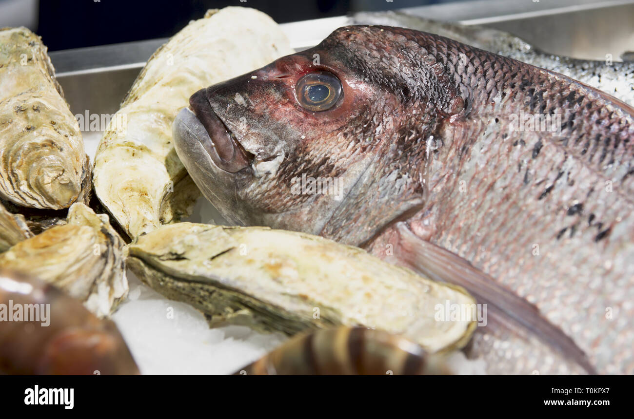 Closeup of grouper mouth hi-res stock photography and images - Alamy