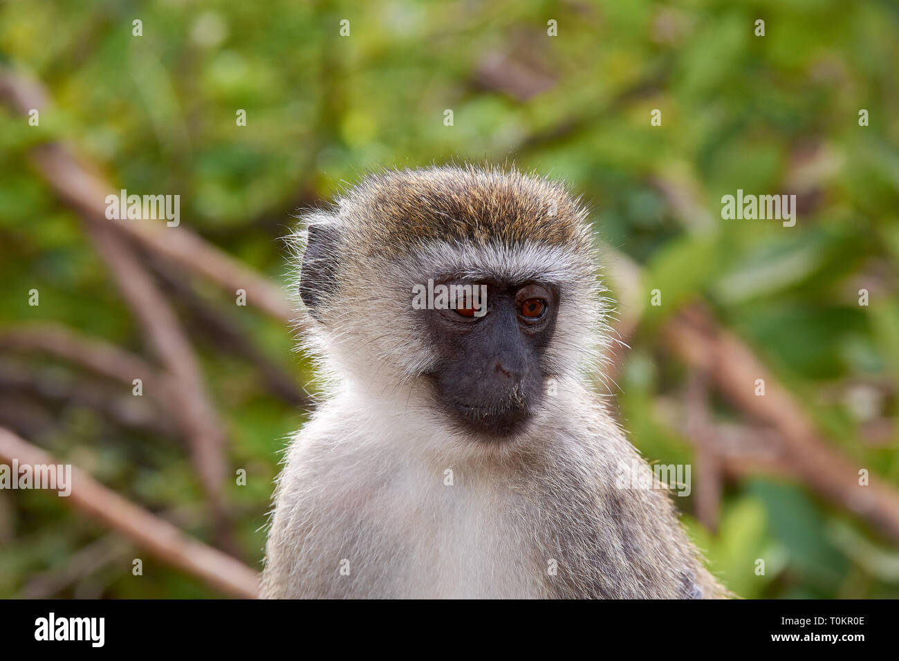 View of Chlorocebus aethiops face, eyes and detail with background blur ...