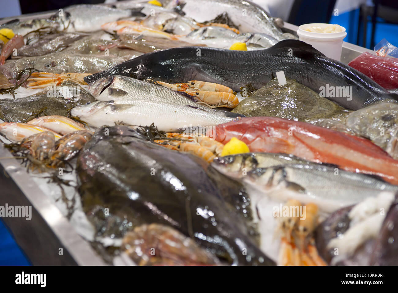 A lot of fresh saltwater fish on market display Stock Photo - Alamy