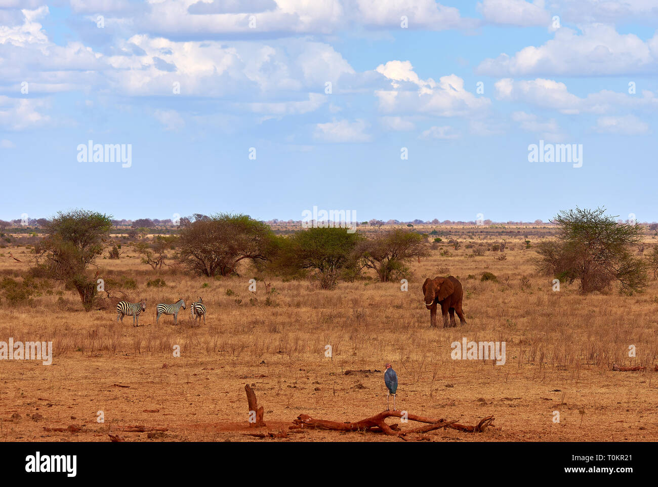 Landscape view in safari. Kenya in Africa, elephants and zebras on the ...