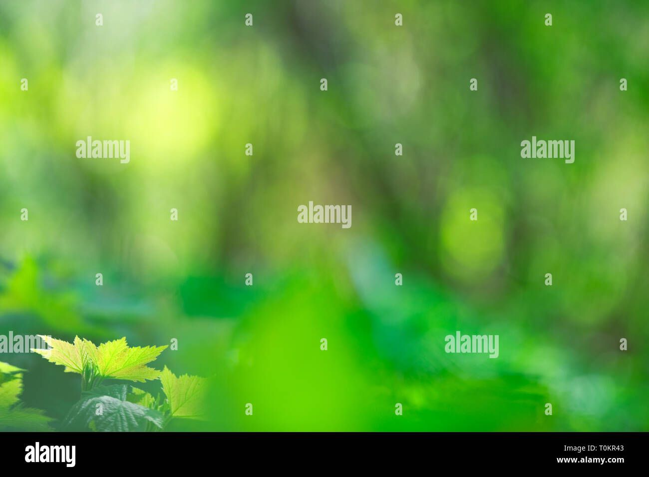 New plant emerging hi-res stock photography and images - Alamy