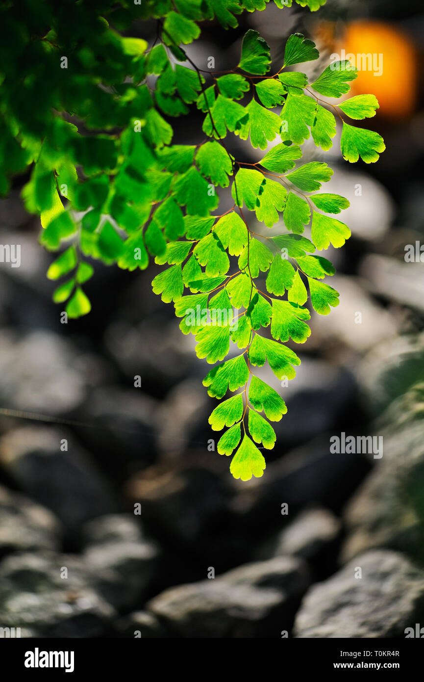 Detail of the Maidenhair fern (Adiantum raddianum). Selective focus and ...