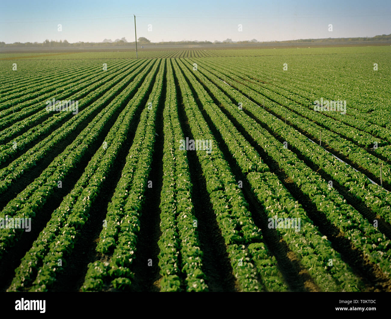 Rows of vegetables in a field Stock Photo - Alamy