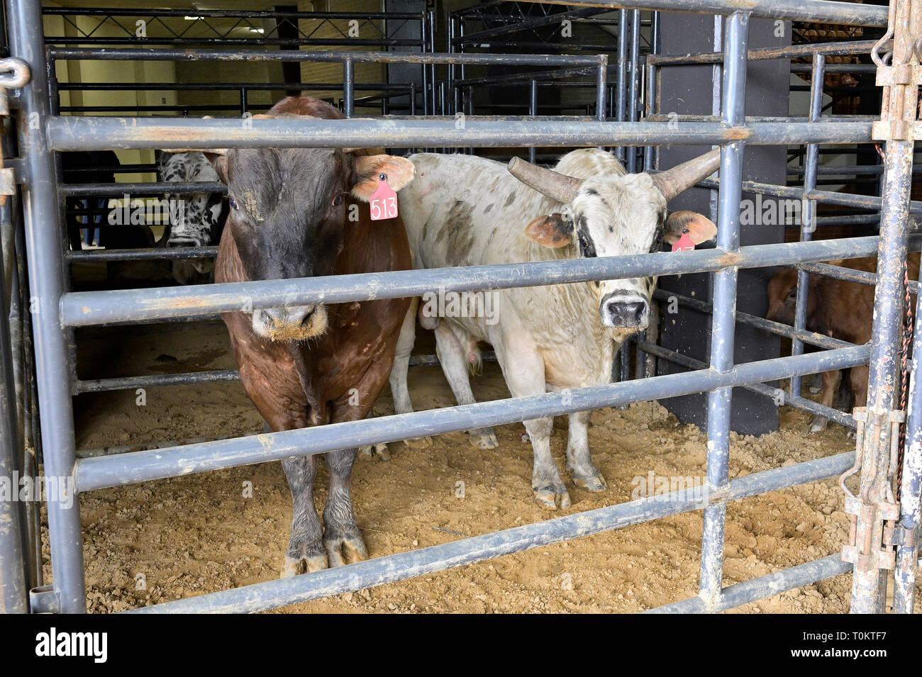 Braymer rodeo bulls hi-res stock photography and images - Alamy