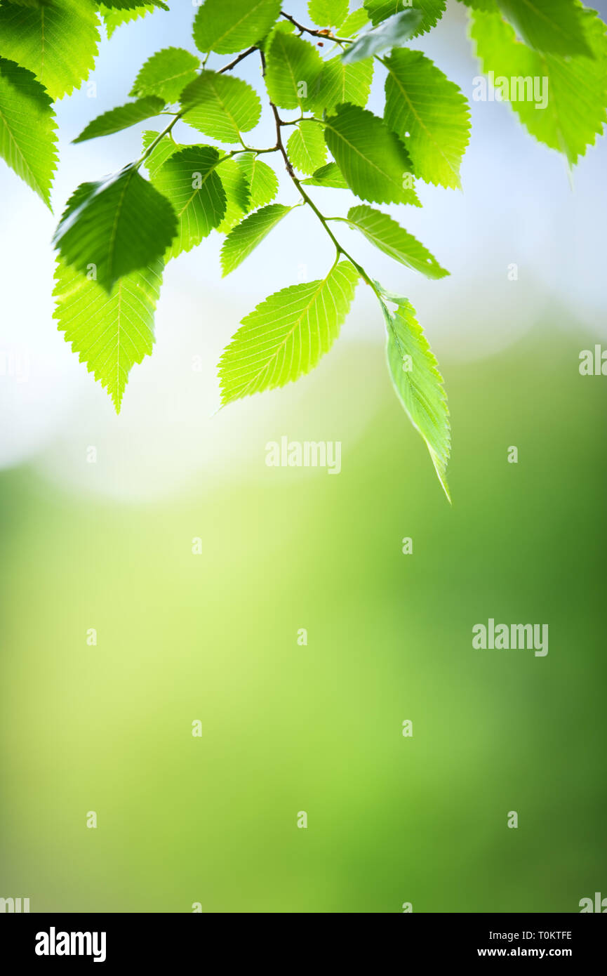Elm tree leaves hi-res stock photography and images - Alamy