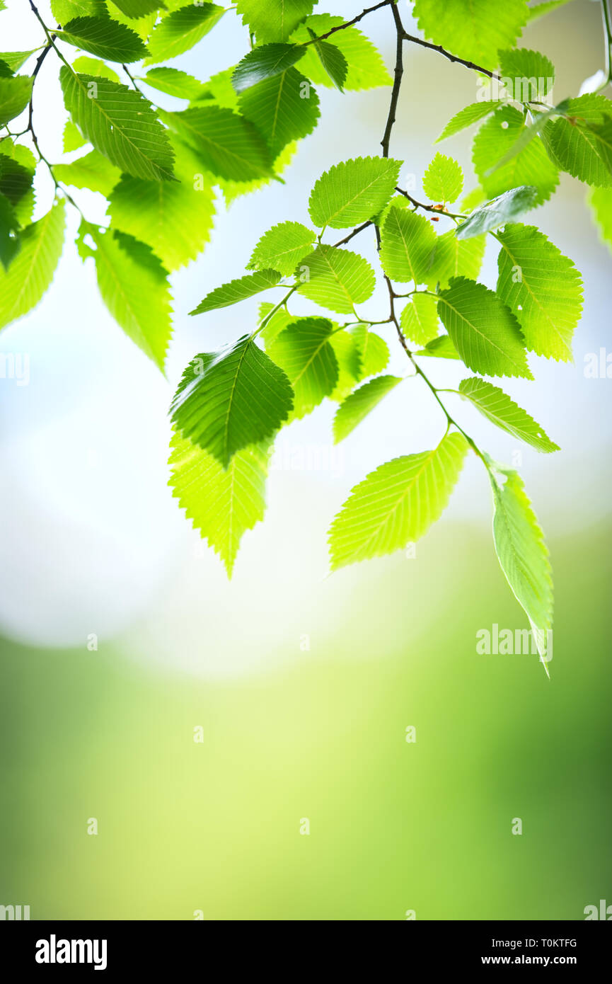 Green leaf elm tree ulmus hi-res stock photography and images - Alamy