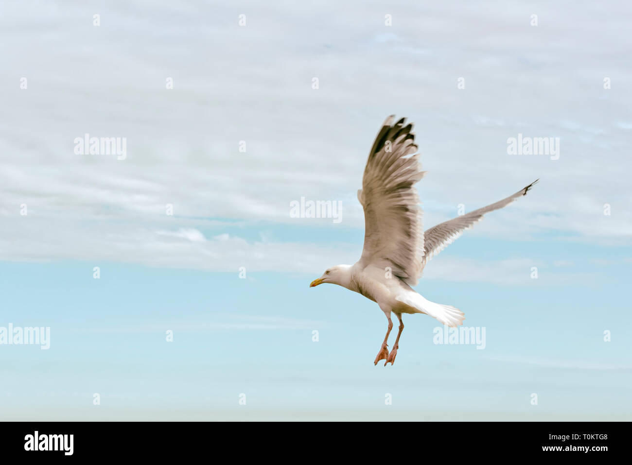 Seagull in flight Stock Photo - Alamy