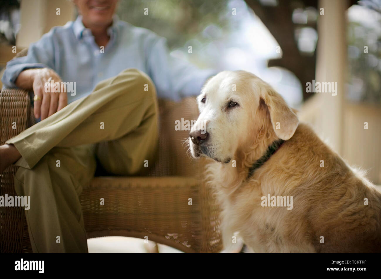 Golden retriever pictures hi-res stock photography and images - Alamy