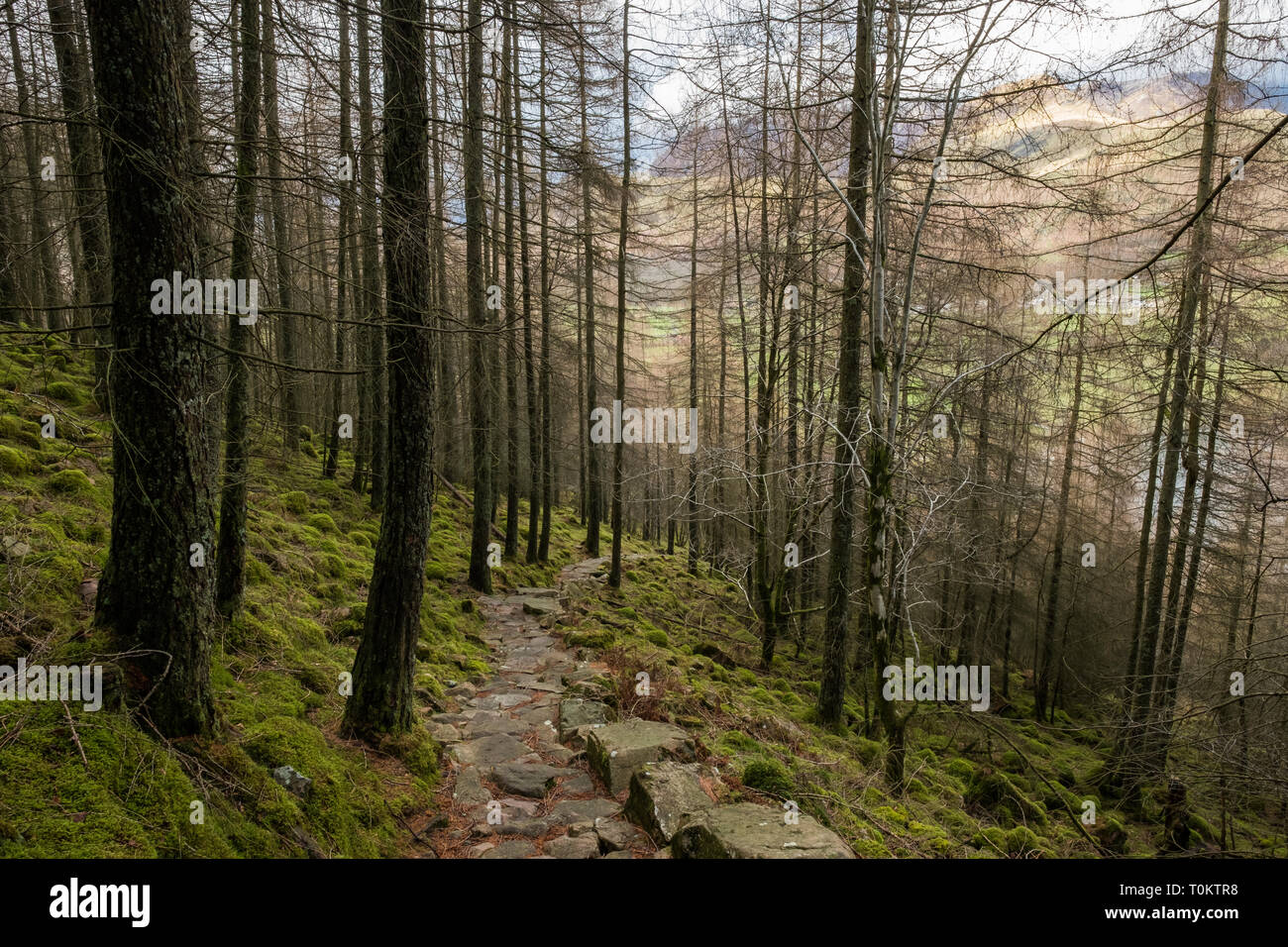 Woodland path from Buttermere through Burtness Wood towards Bleaberry ...