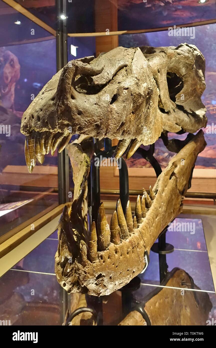 Sue t rex field museum hi-res stock photography and images - Alamy