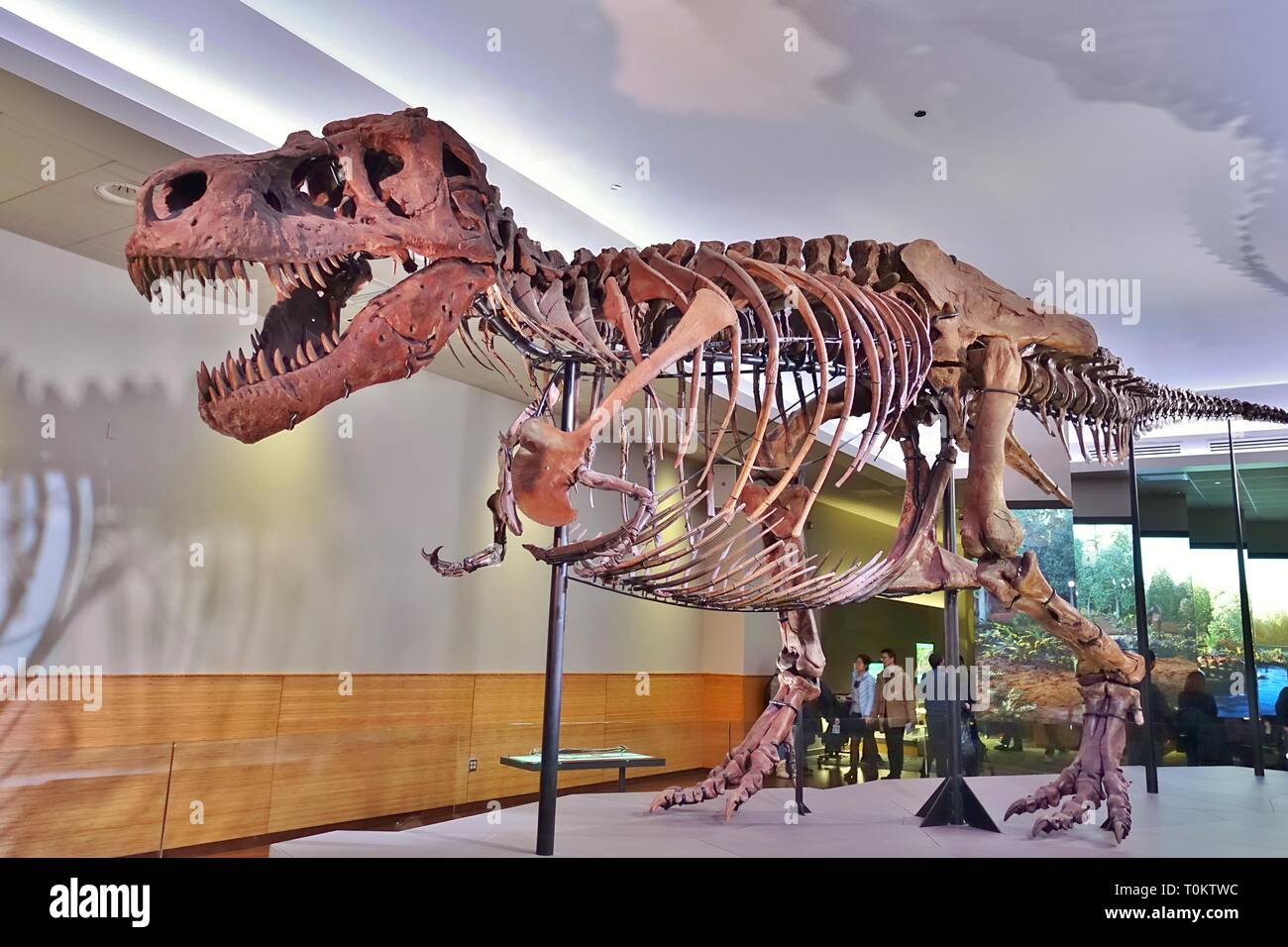 Sue t rex field museum hi-res stock photography and images - Alamy