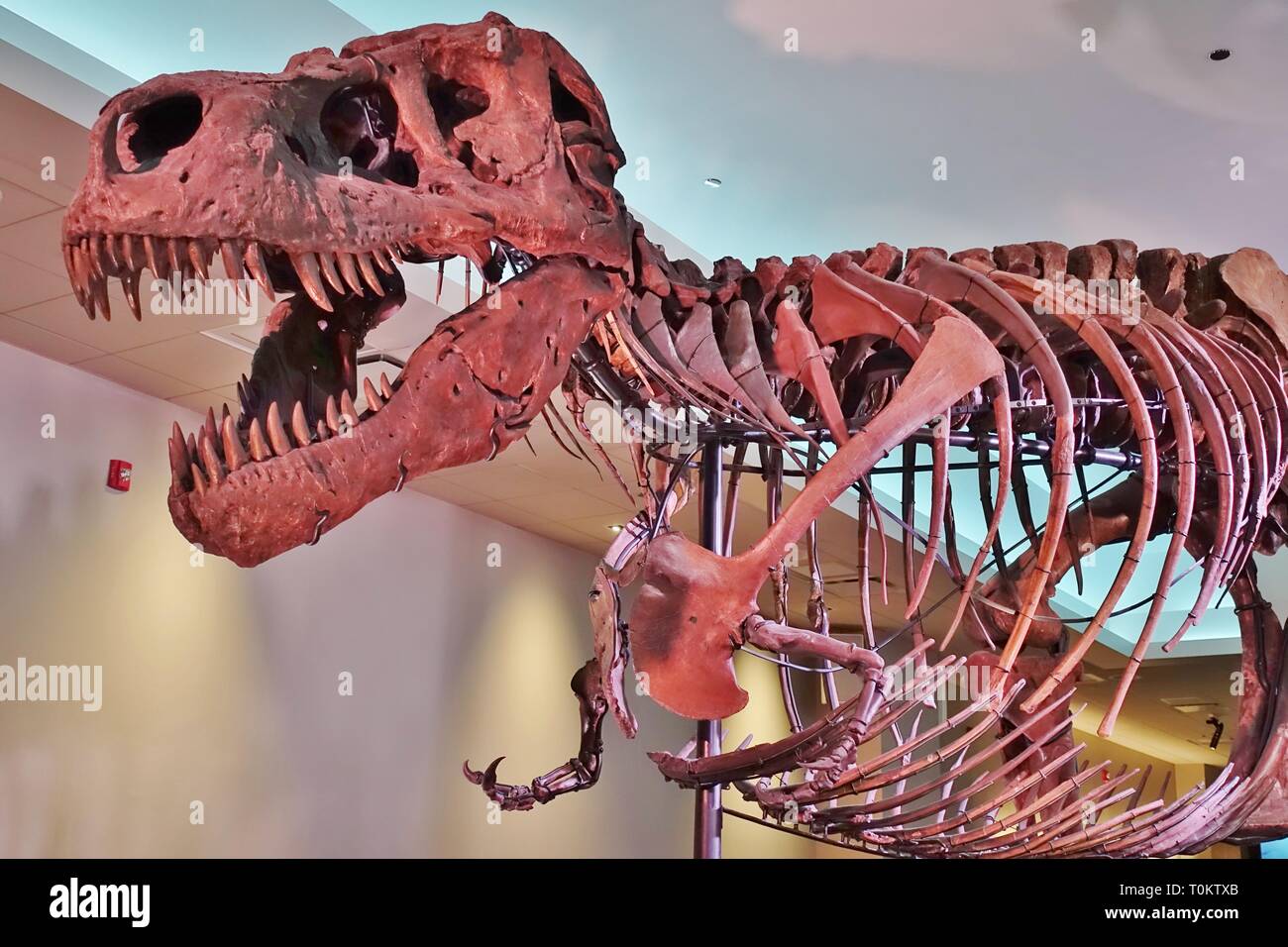 Sue t rex field museum hi-res stock photography and images - Alamy