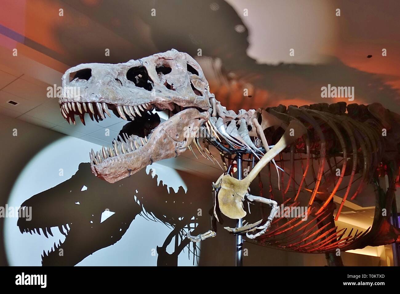 Sue t rex field museum hi-res stock photography and images - Alamy