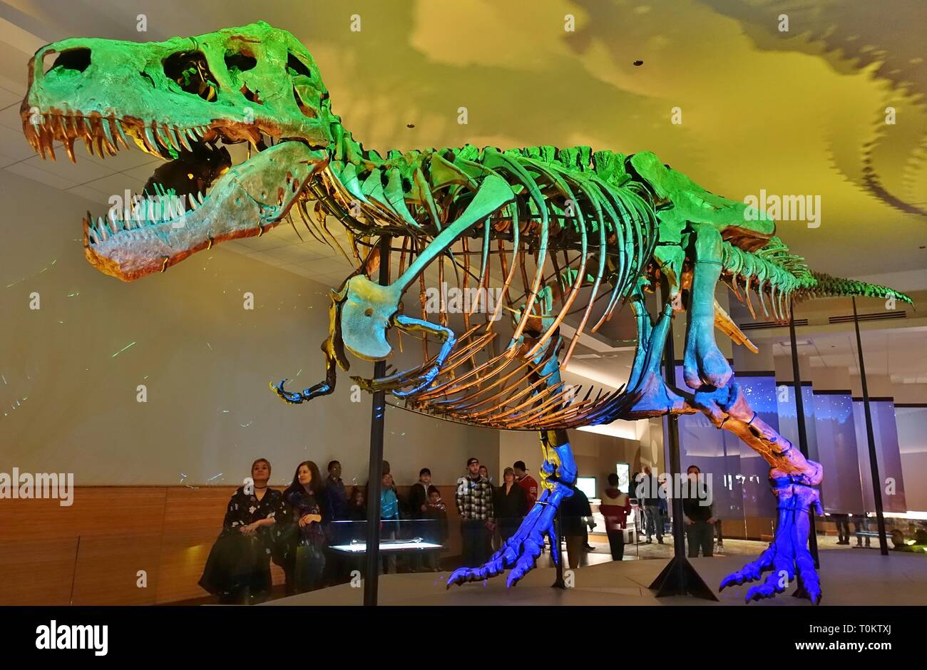 T rex building at the natural history museum hi-res stock photography ...