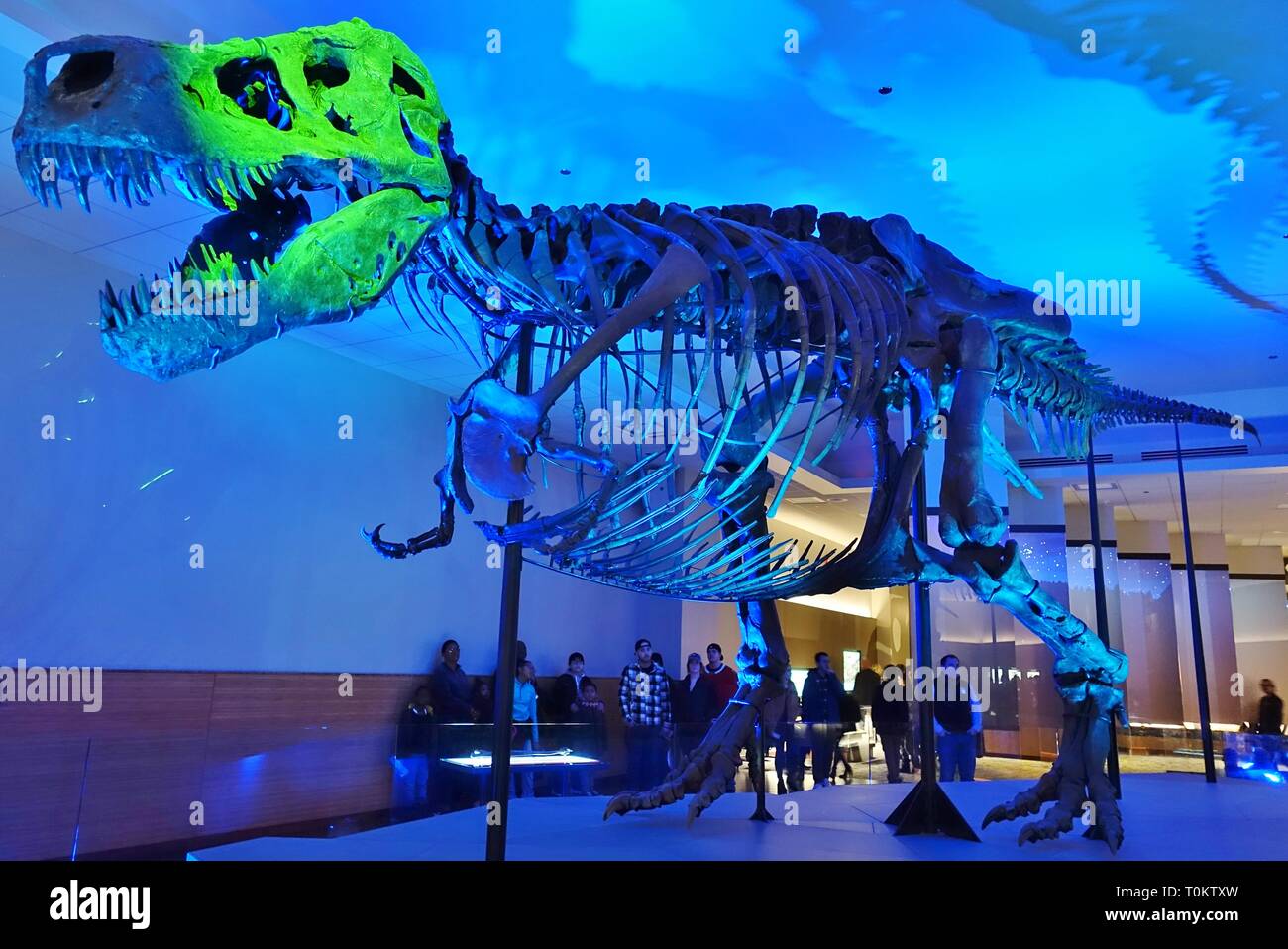 Sue the t rex hi-res stock photography and images - Alamy