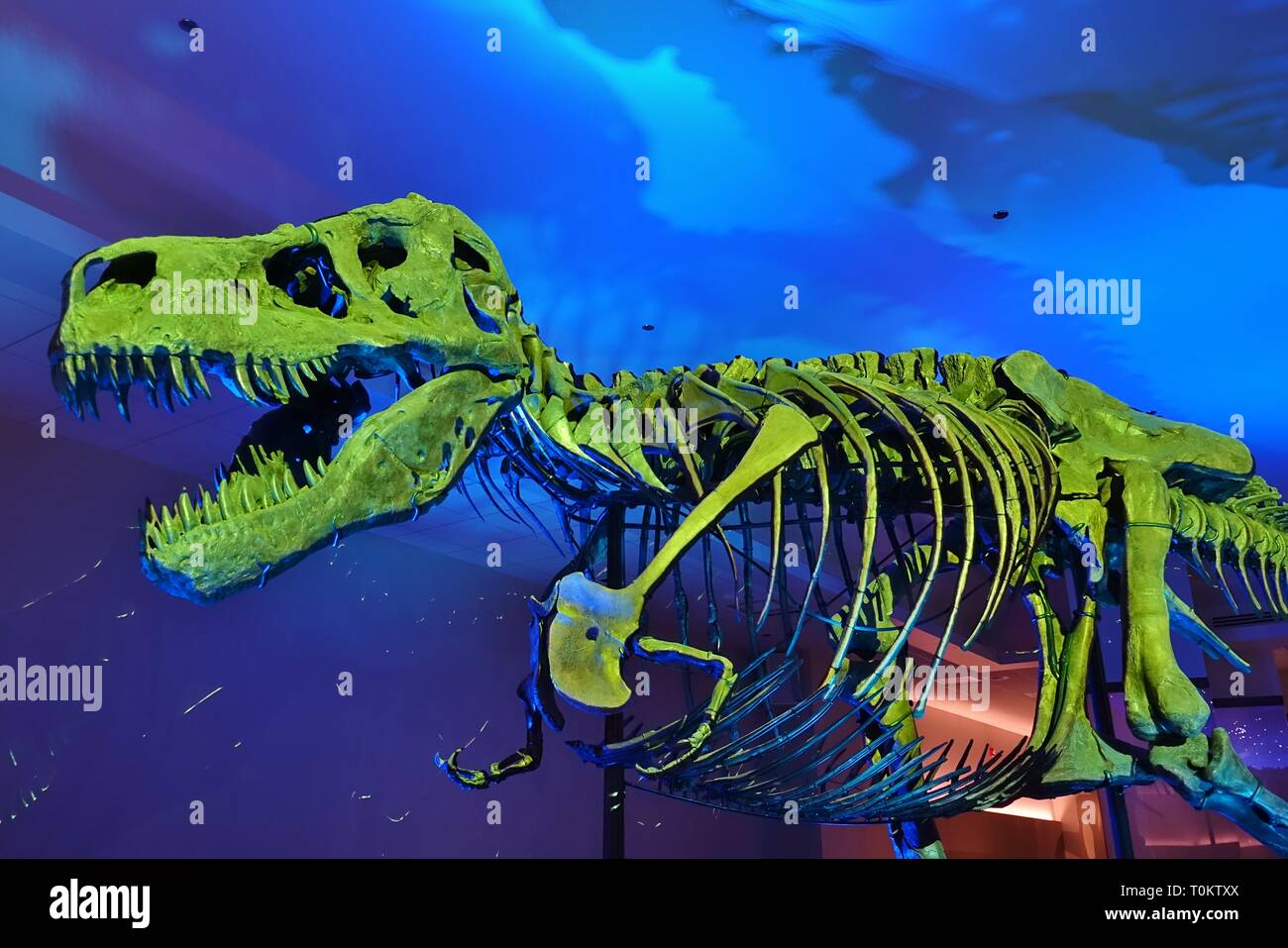 Sue t rex field museum hi-res stock photography and images - Alamy