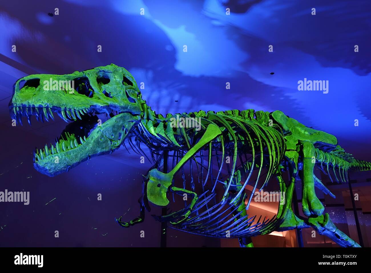Sue t rex field museum hi-res stock photography and images - Alamy