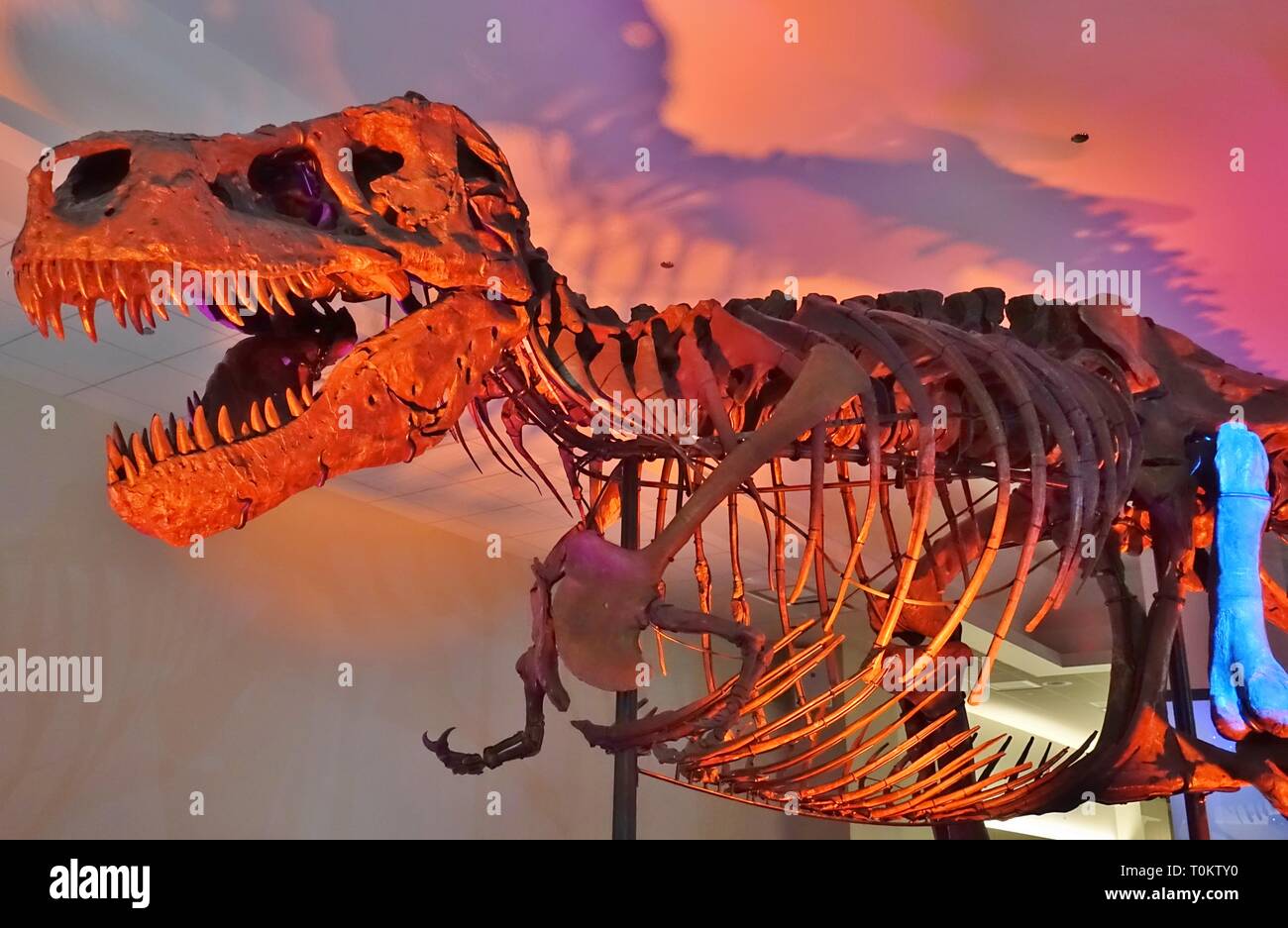 Sue t rex field museum hi-res stock photography and images - Alamy