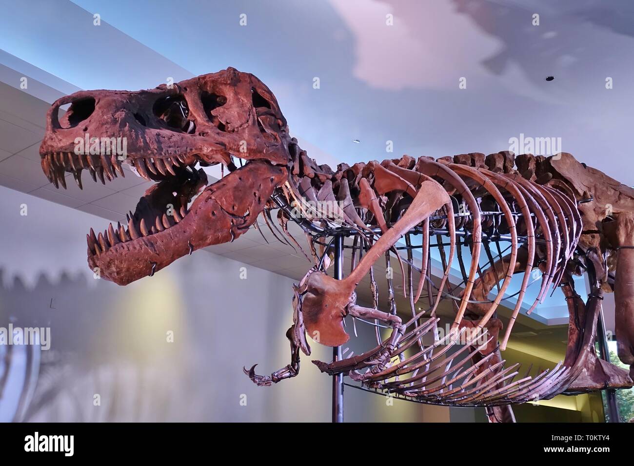Sue t rex field museum hi-res stock photography and images - Alamy