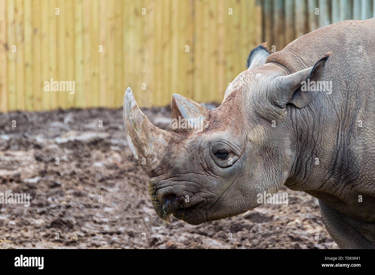 Photograph of a Rhinoceros in at a zoo Stock Photo - Alamy
