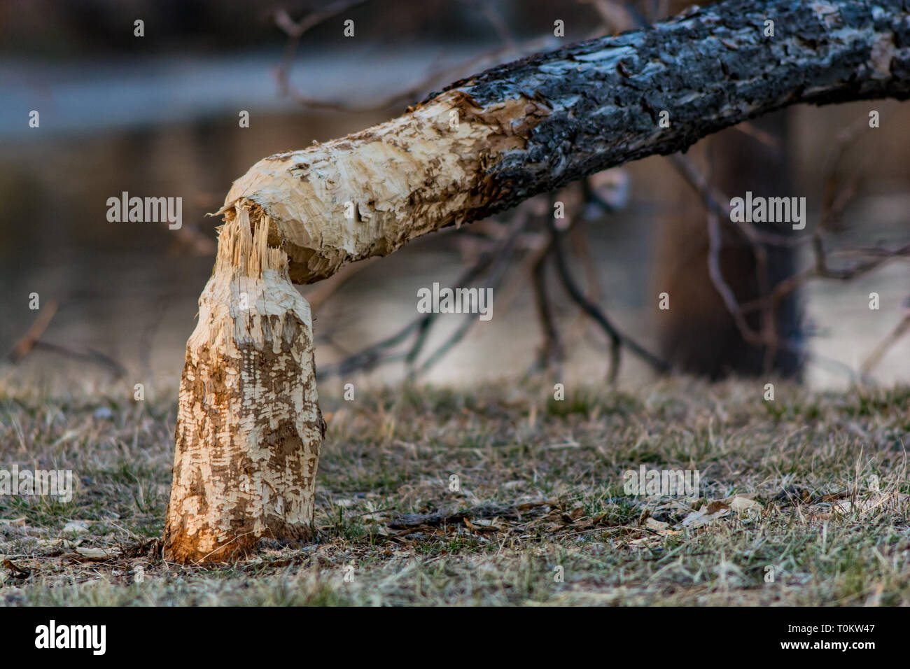 Fallen tree chewed through by a beaver Stock Photo - Alamy