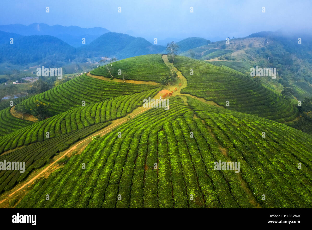 Aerial view of Long Coc tea hill, green landscape background, green ...