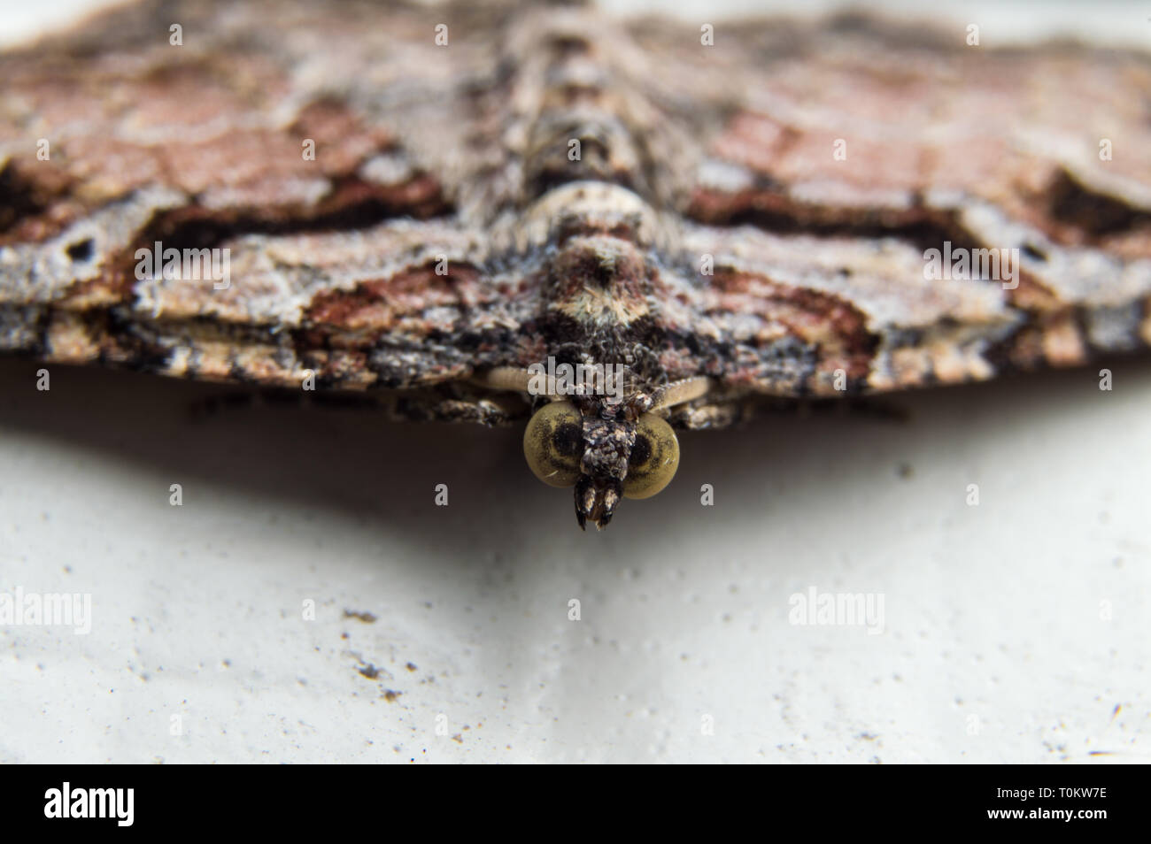 Close up photo of moth on a white background Stock Photo - Alamy