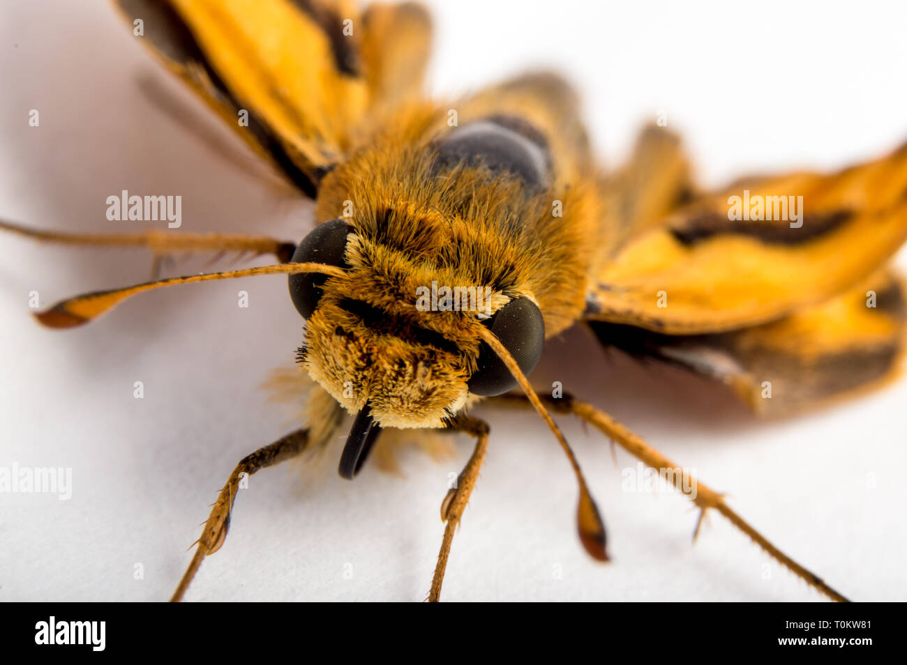 Skipper insect hi-res stock photography and images - Alamy