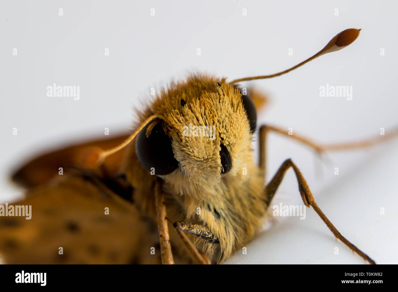 Skipper insect hi-res stock photography and images - Alamy