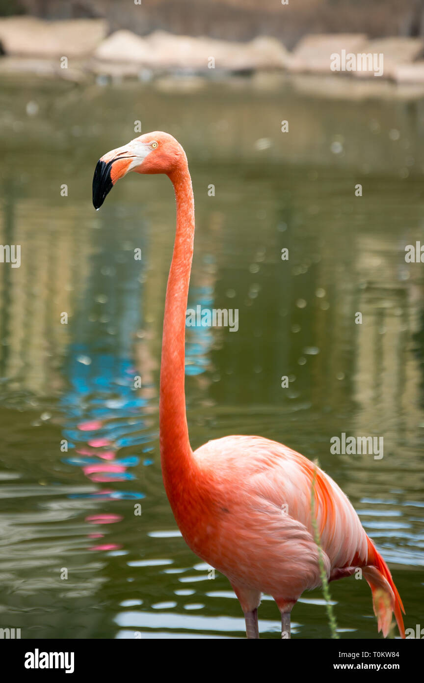 Pink flamingo portrait africa hi-res stock photography and images - Alamy