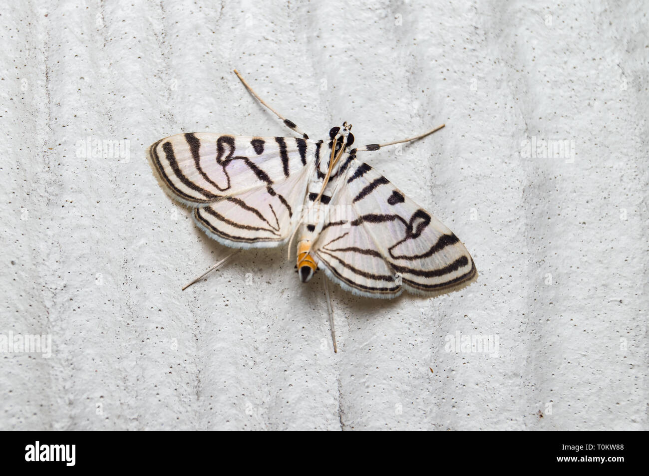 House moths hi-res stock photography and images - Alamy
