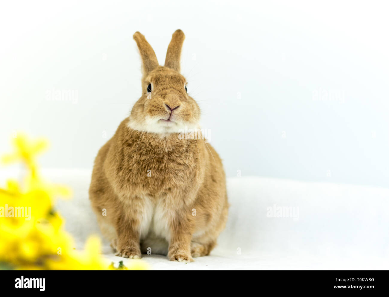 Funny Bunny Rufus Rabbit poses against white background for Easter and ...