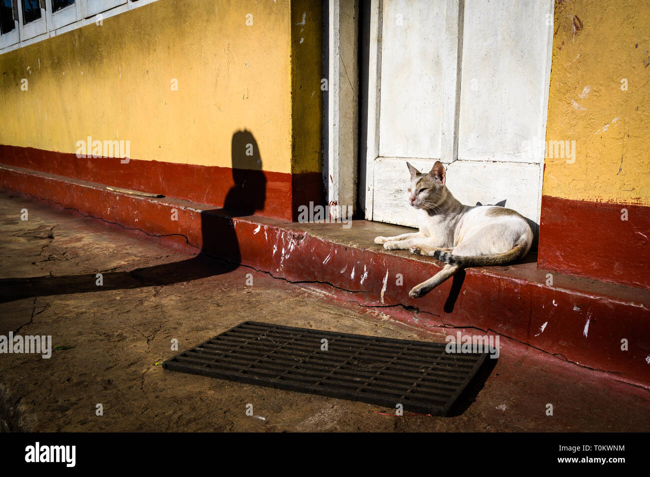 Portrait of a cat at Manning Market, Colombo, Sri Lanka Stock Photo - Alamy