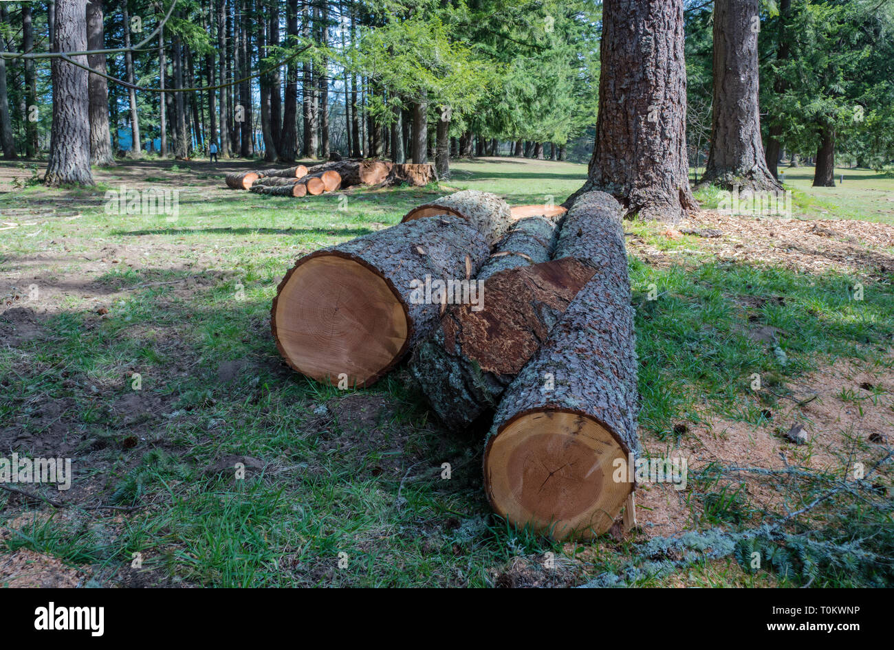 Cut tree logs in a public park Oregon state Stock Photo - Alamy