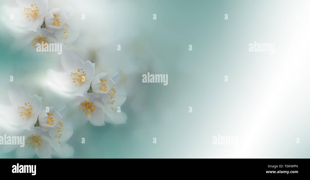 Beautiful spring nature blossom web banner or header. Blurred space for ...
