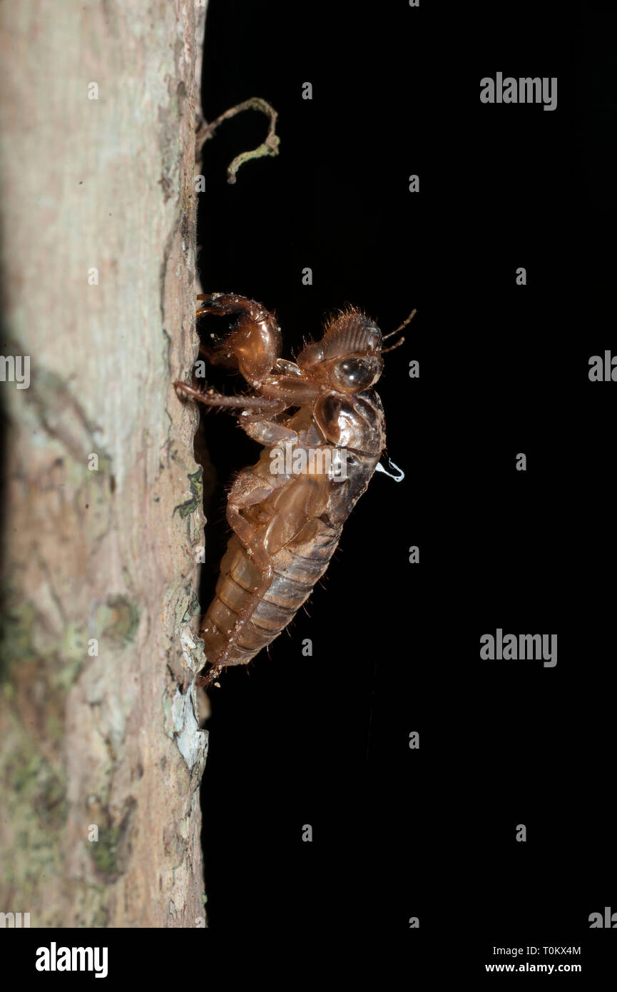 Cicada, Cicadidae Family, moulted exoskeleton exuviae following ecdysis ...