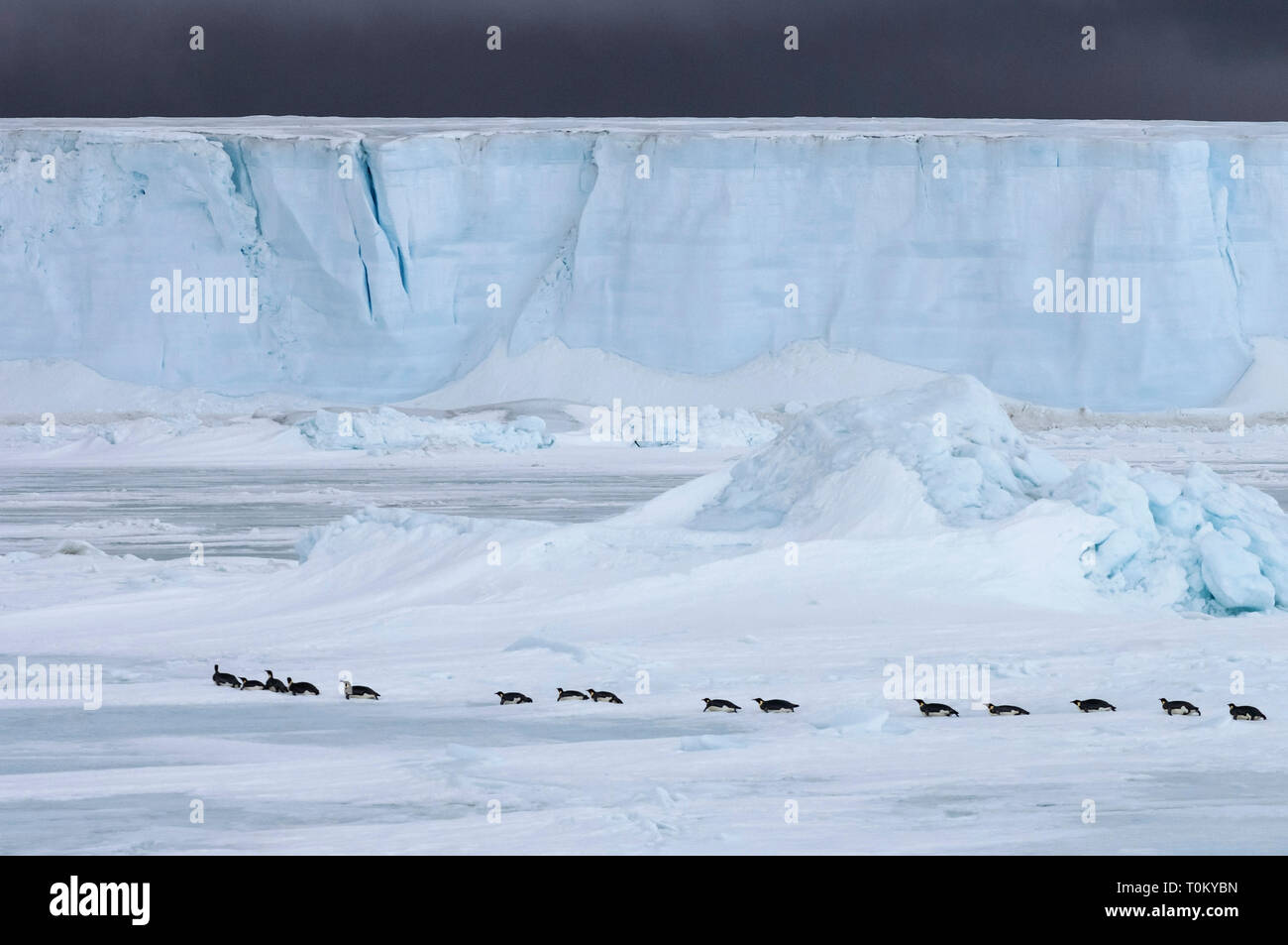 Antarctic scenery with iceberg and large group of emperor penguins ...