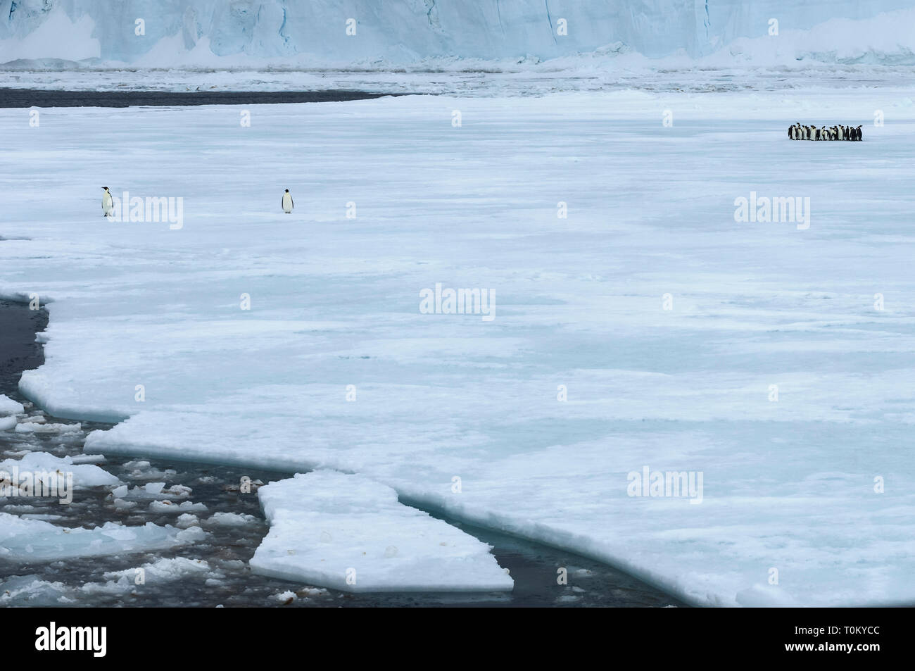 Antarctic landscape with sea ice and Emperor Penguin group in far ...