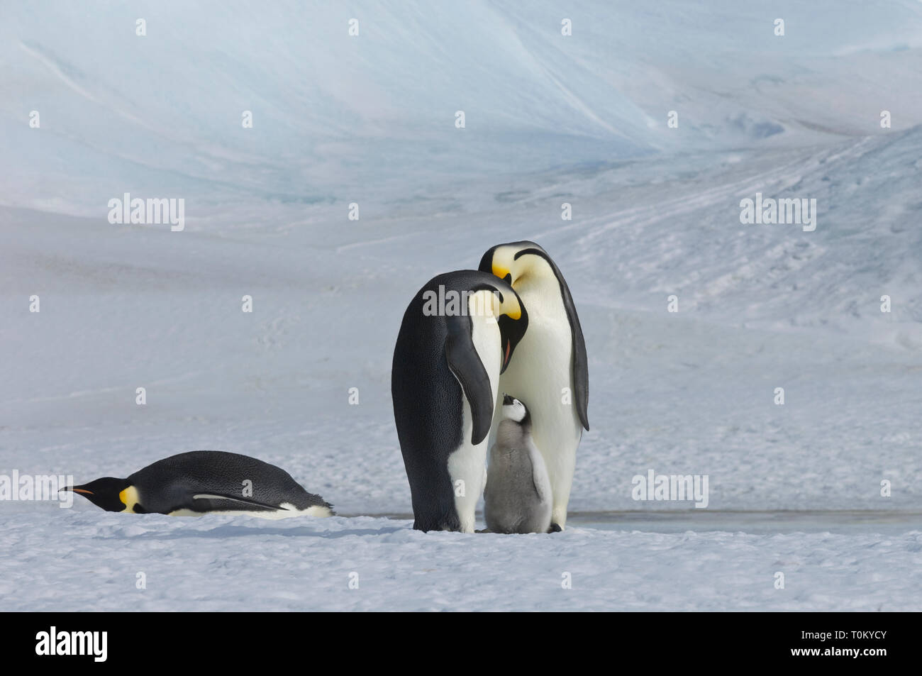 Emperor penguin couple with young chick Stock Photo - Alamy
