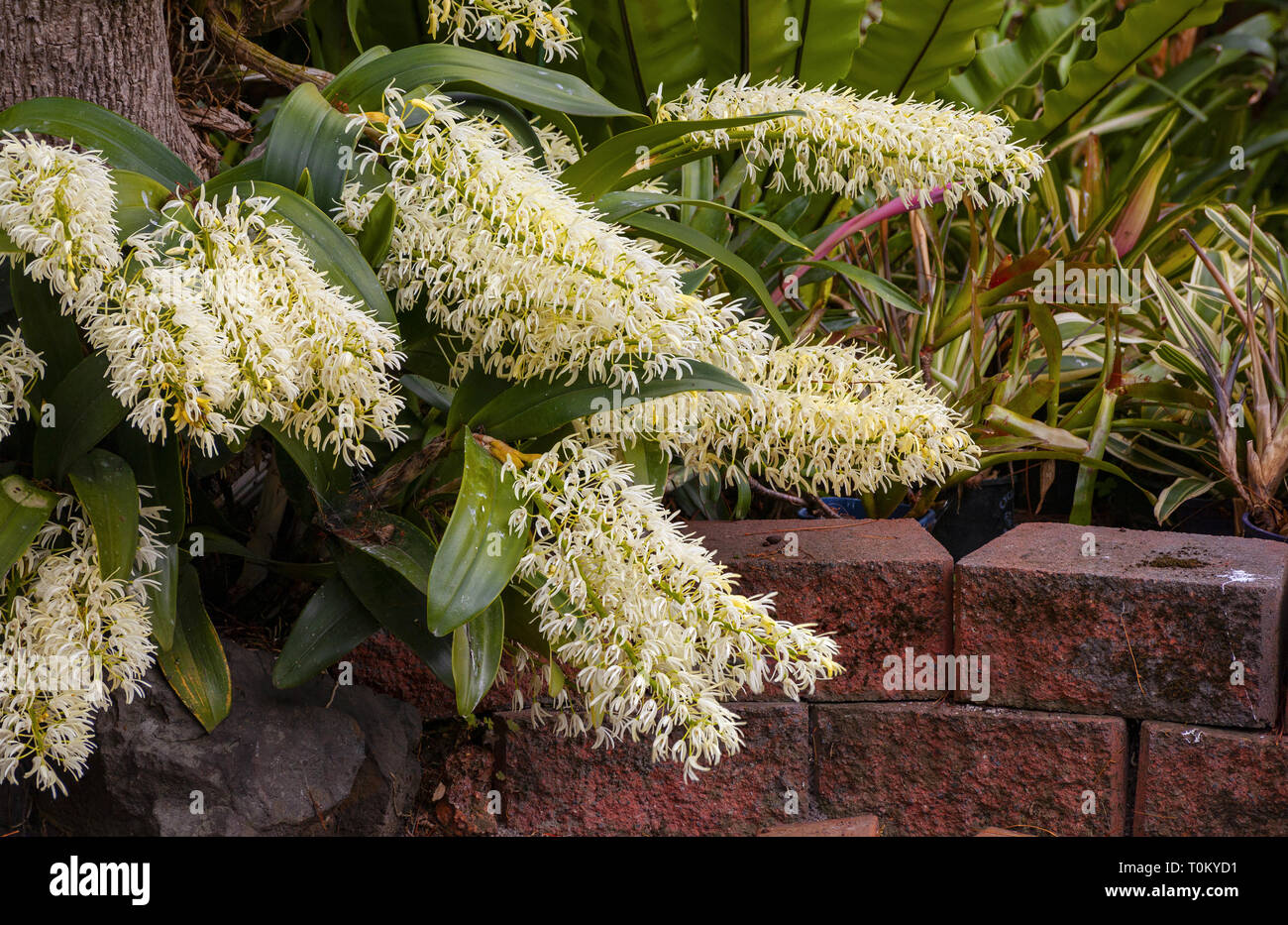 Rock lily hi-res stock photography and images - Alamy