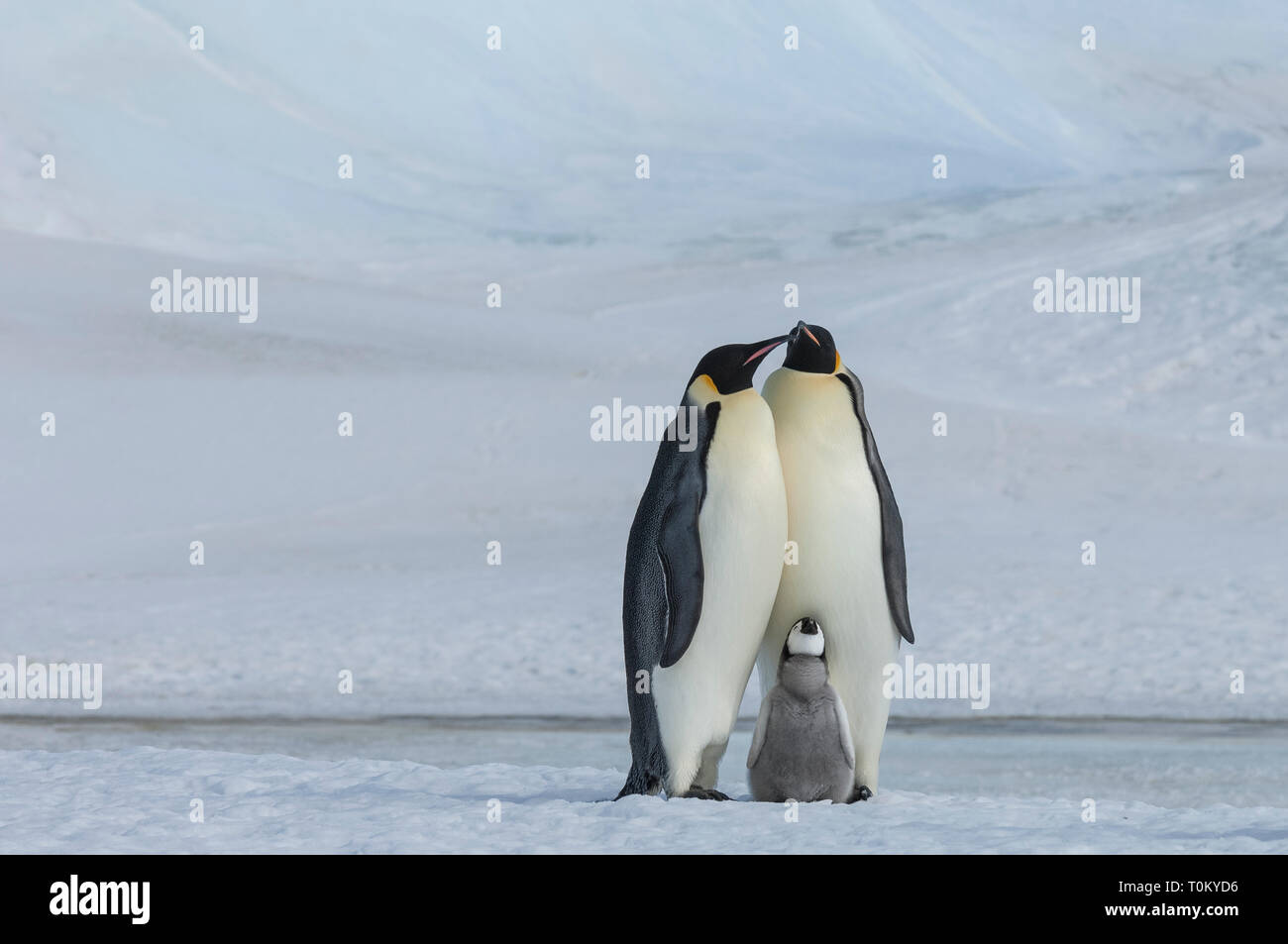 Emperor penguin couple hi-res stock photography and images - Alamy