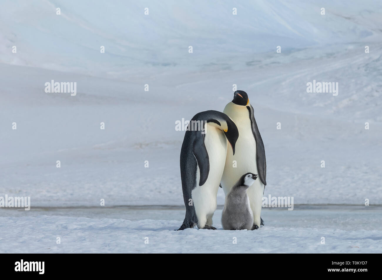 Emperor penguin couple hi-res stock photography and images - Alamy