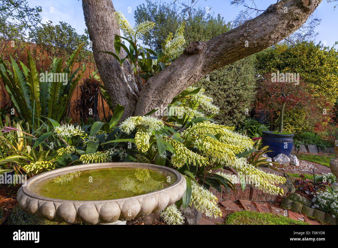 Australian native orchid hi-res stock photography and images - Alamy