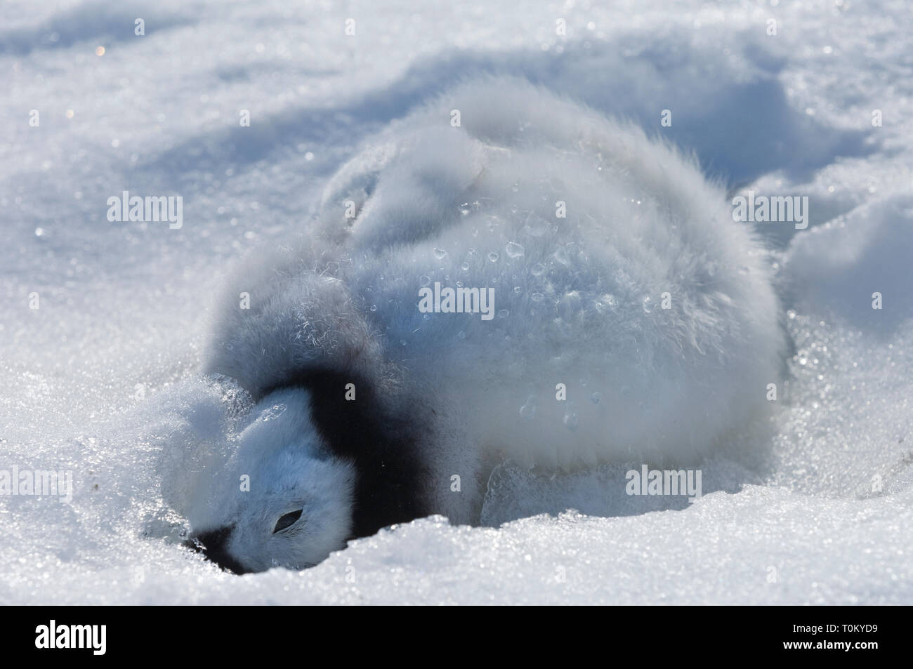 dead emperor penguin chick laying in ice, close up Stock Photo - Alamy