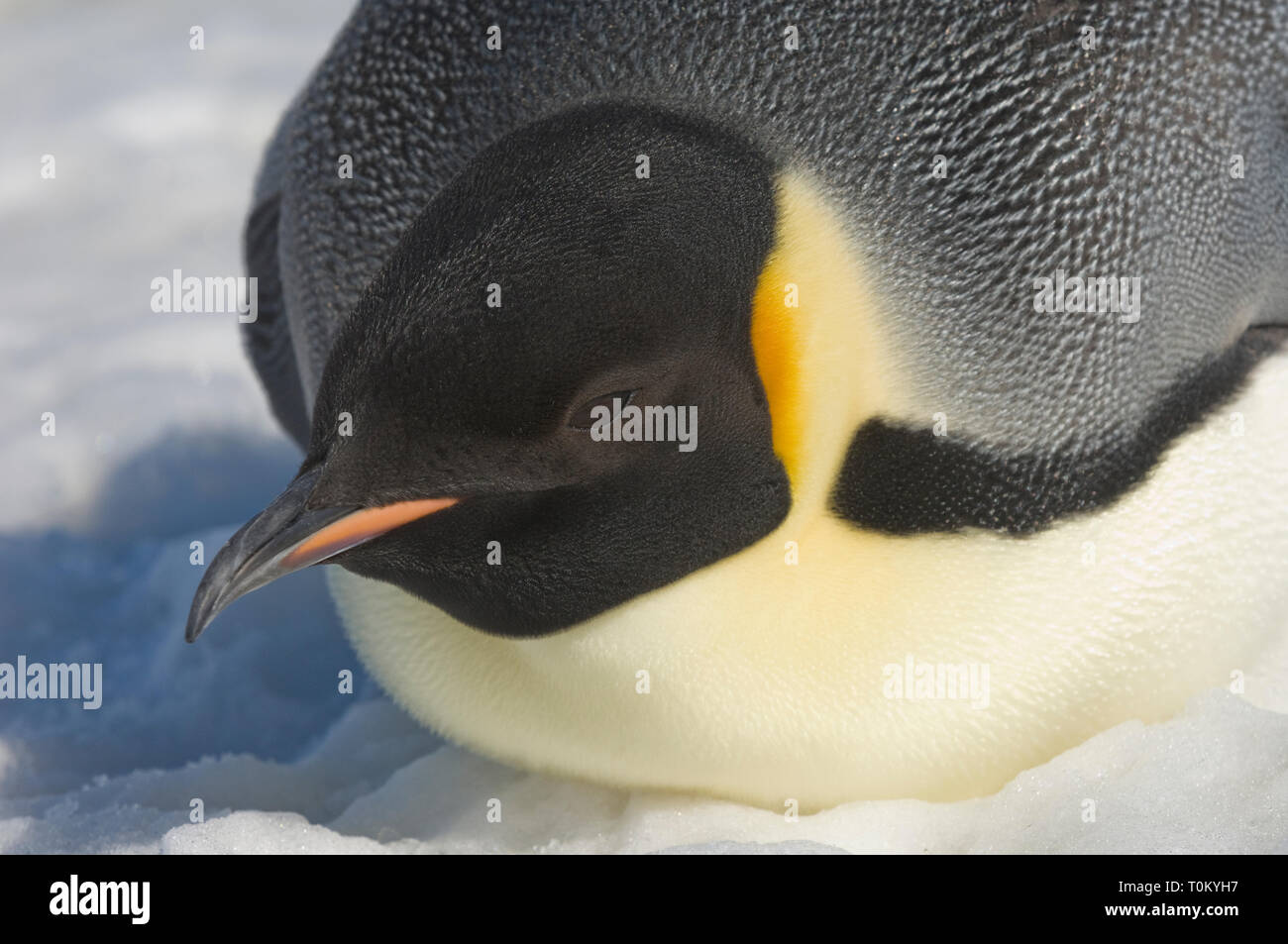 Emperor penguin face on hi-res stock photography and images - Alamy