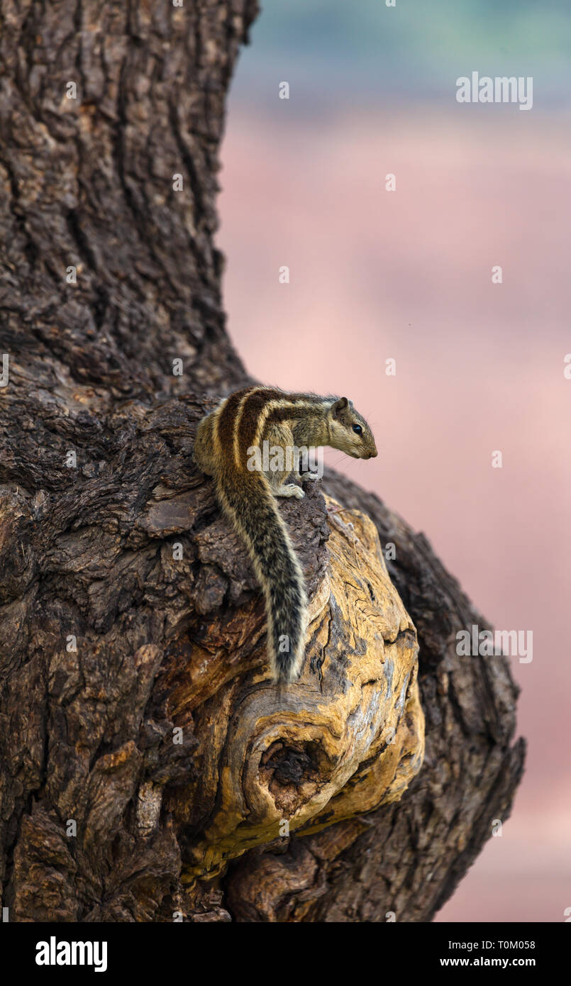 Chipmunk in tree trunk hi-res stock photography and images - Alamy