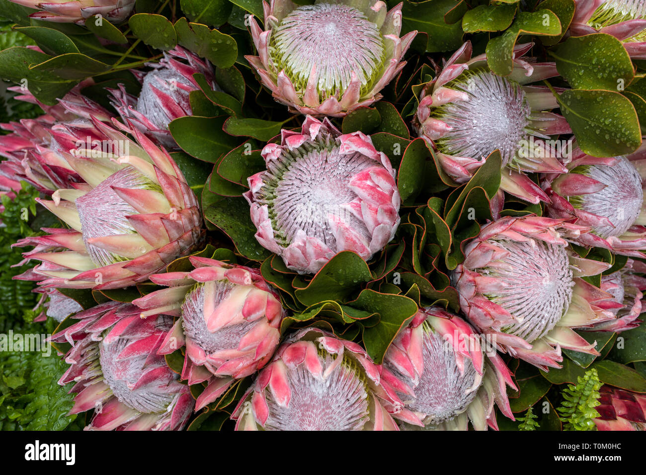 King protea or protea cynaroides the national flower of South Africa ...