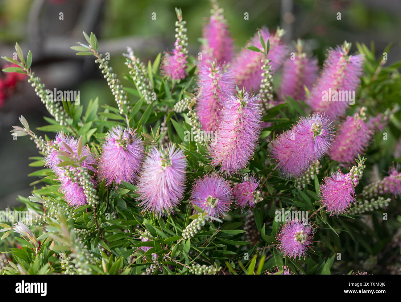 Group of evergreen dwarf shrubs hi-res stock photography and images - Alamy