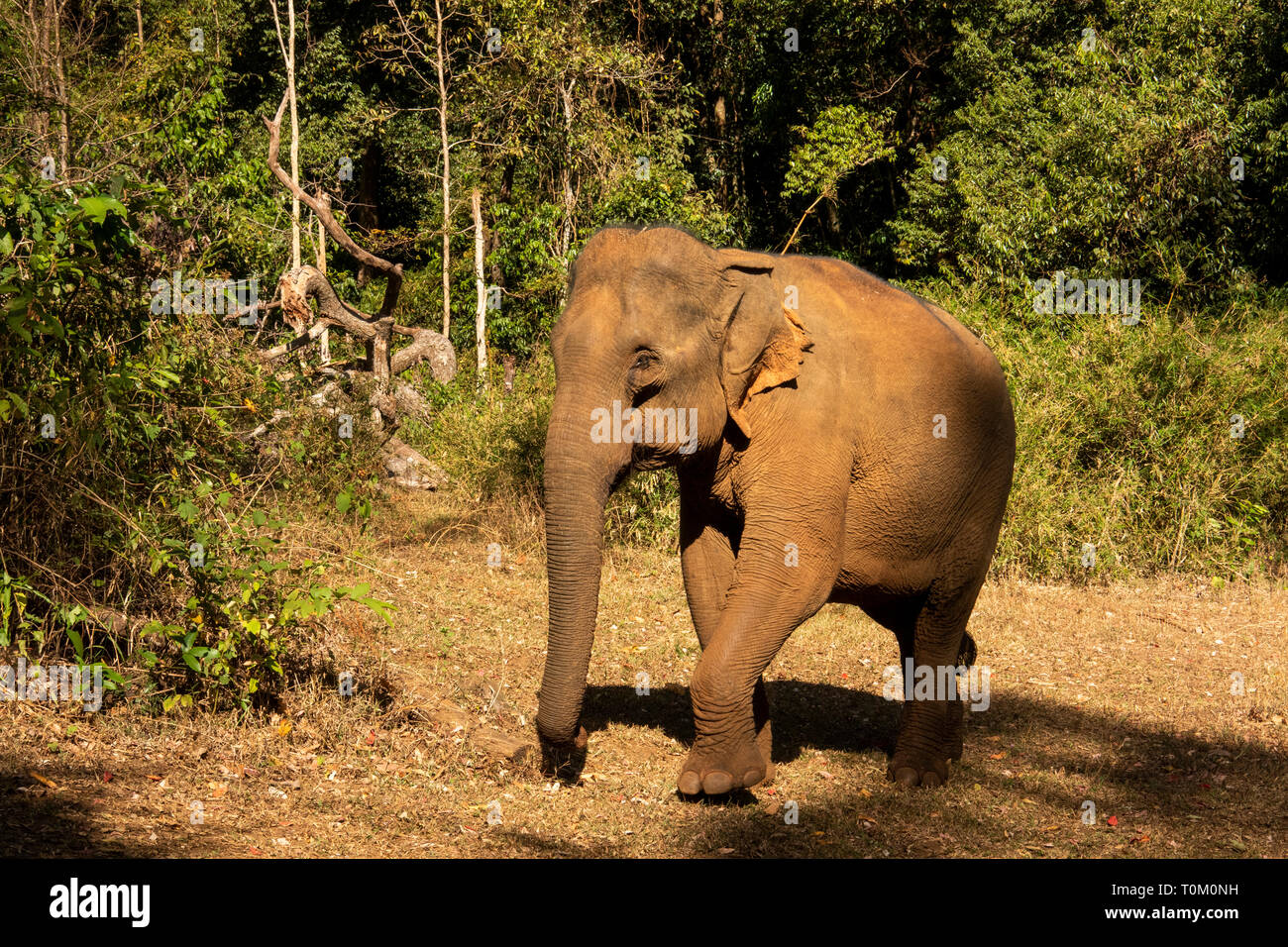 Cambodia, Mondulkiri Province, Sen Monorom, Elephant Valley Project ...