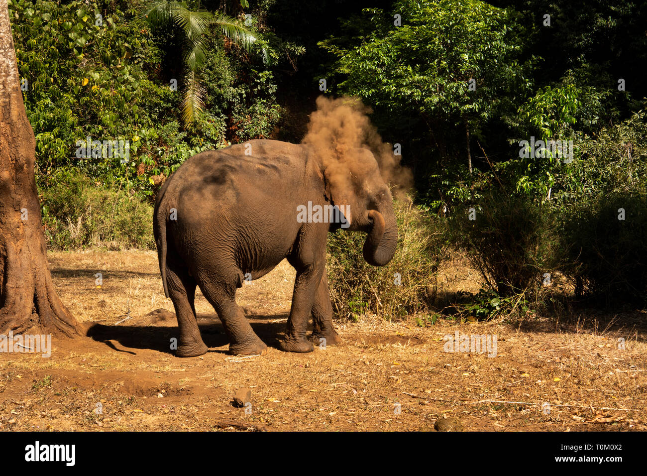 Elephant blowing dust hi-res stock photography and images - Alamy